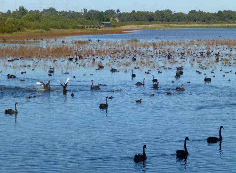 What to do with Beeliar Wetlands? | Dodgy Perth